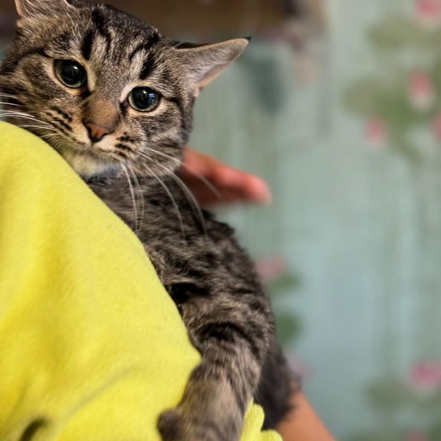Кошка из приюта