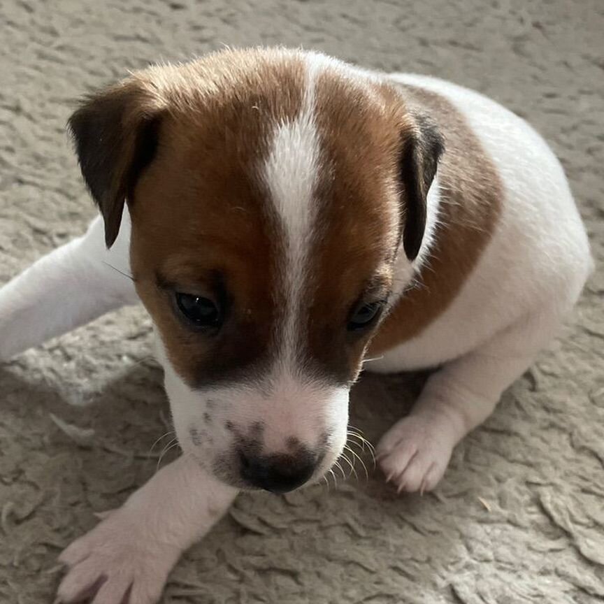 Джек-рассел-терьер, щенок