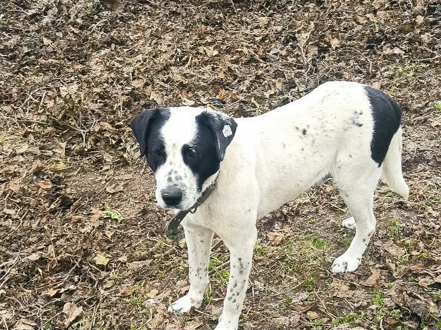 Биму нужен домумный,послушный, охранник