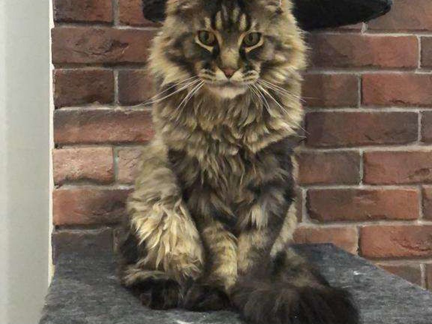 Кот мэйнкун, 5 лет. В хорошие руки бесплатно