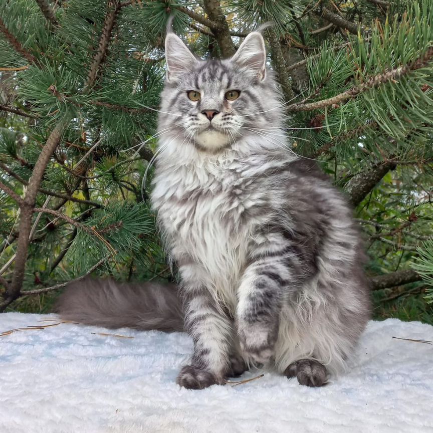 Котик мейн-кун