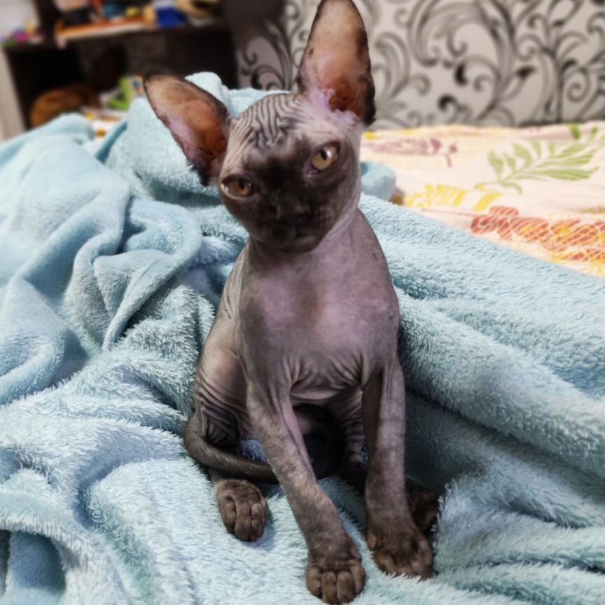 Канадский сфинкс котёнок