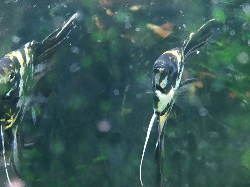 Скалярии стая