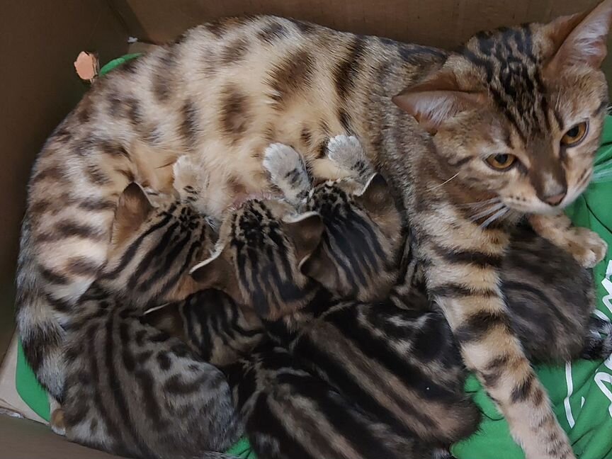 Бенгальские котята