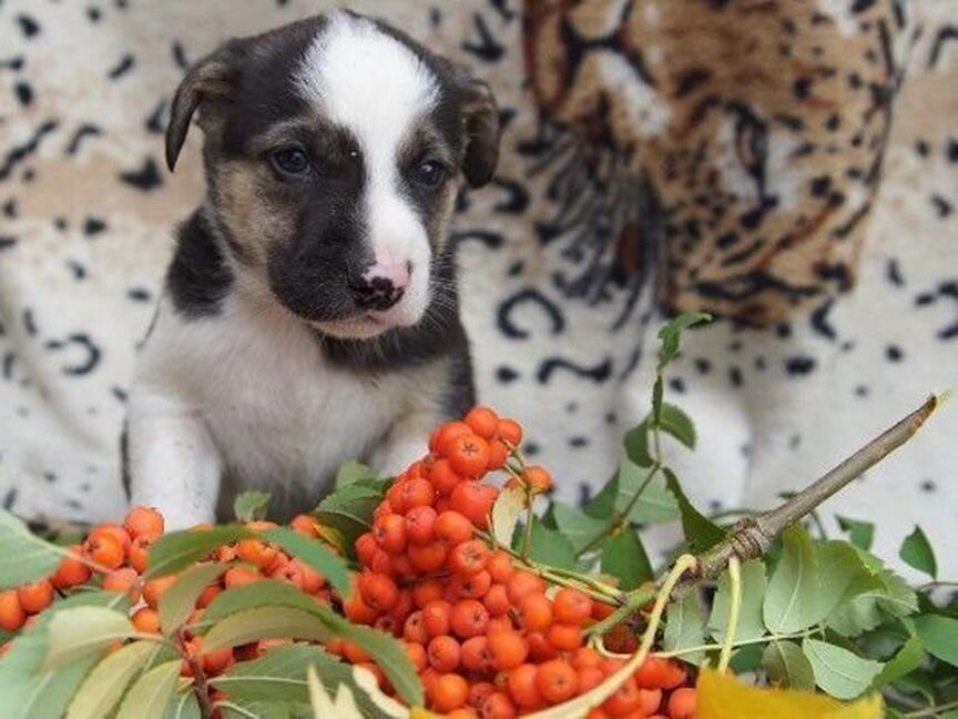 Чудесный щенок в добрые руки