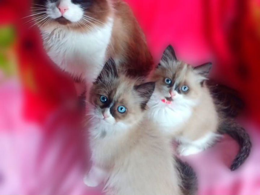 Рэгдолл котята с документами