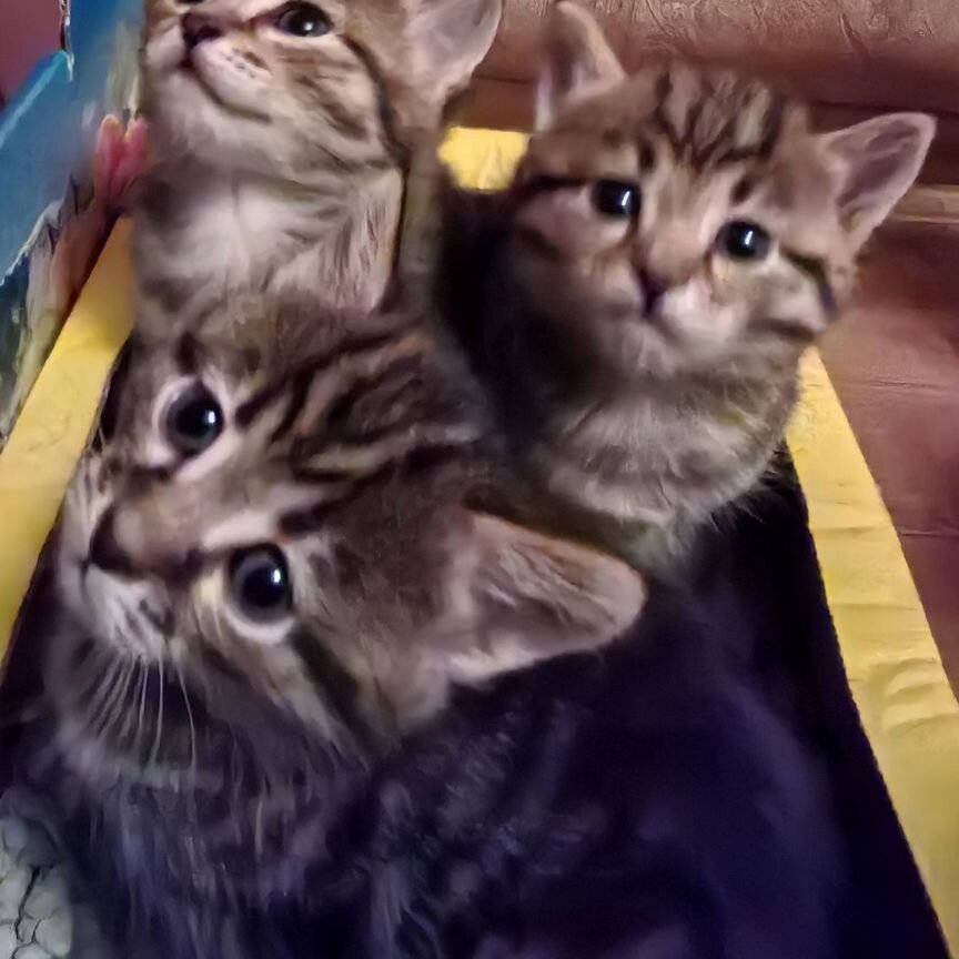 Котёнок от частного владельца