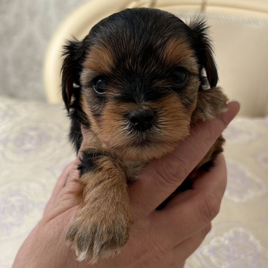 Йоркширский терьер, щенок