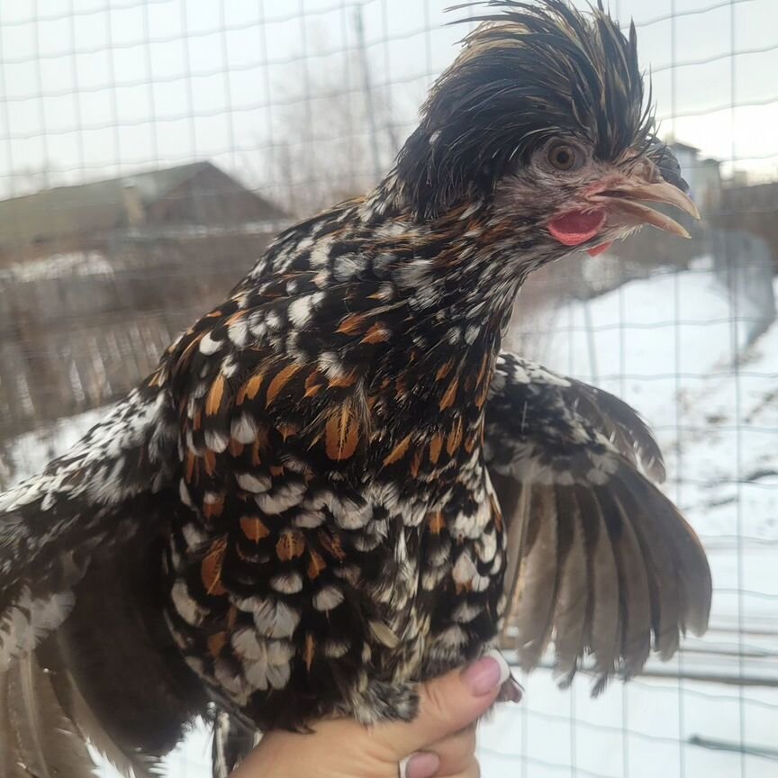 Продам инкубационное яйцо падуанов