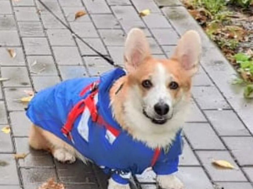 Дождевик puppia для кабеля корги