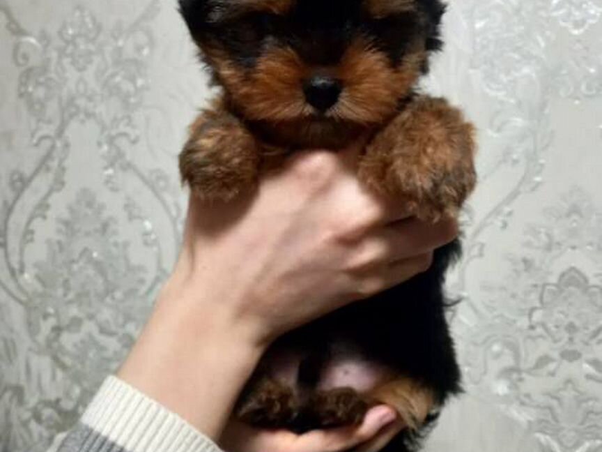 Йоркширский терьер щенок мини