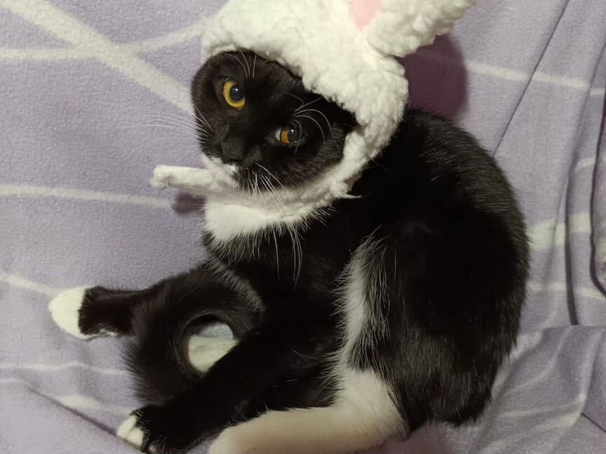 Котенок кошка черно-белая в добрые руки