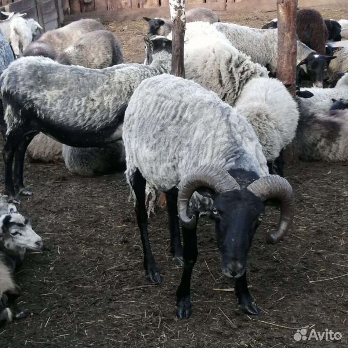 Овцы и бараны на резку, на курбан