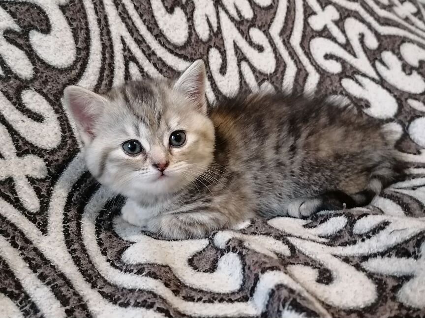 Британские котята