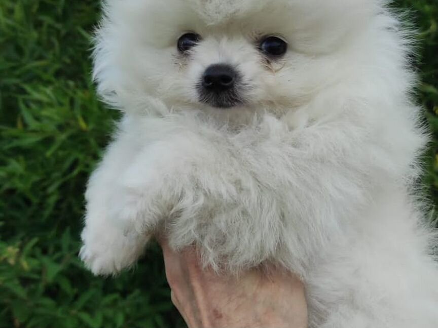 Померанский шпиц. (Мальчик)