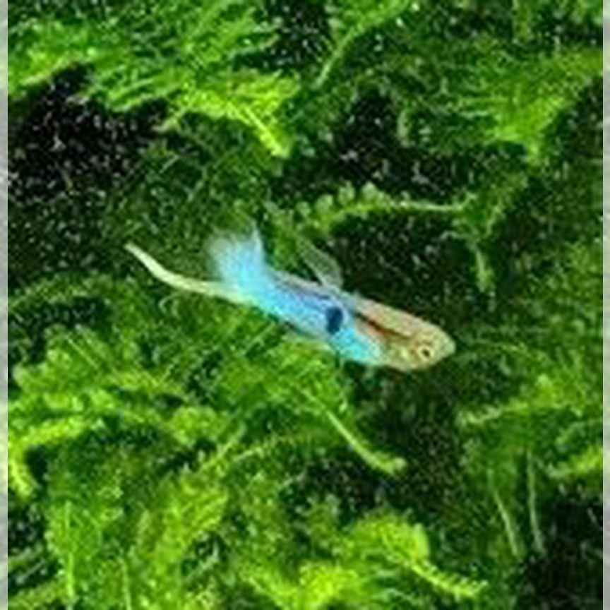 Гуппи эндлера голубой неон