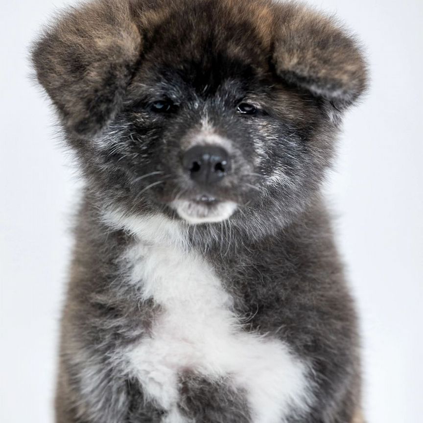 Щенок акита тигровый