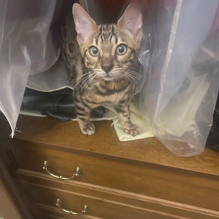 Бенгальская кошка 3,5 месяца