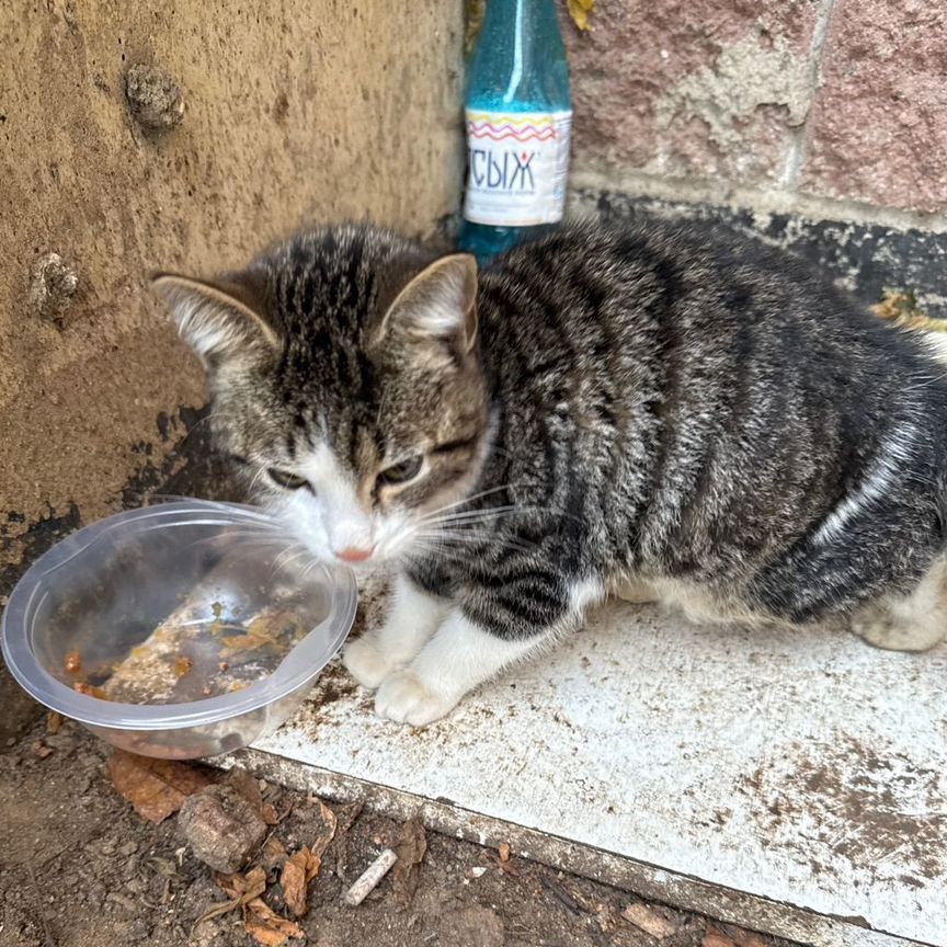 Котёнок в добрые руки