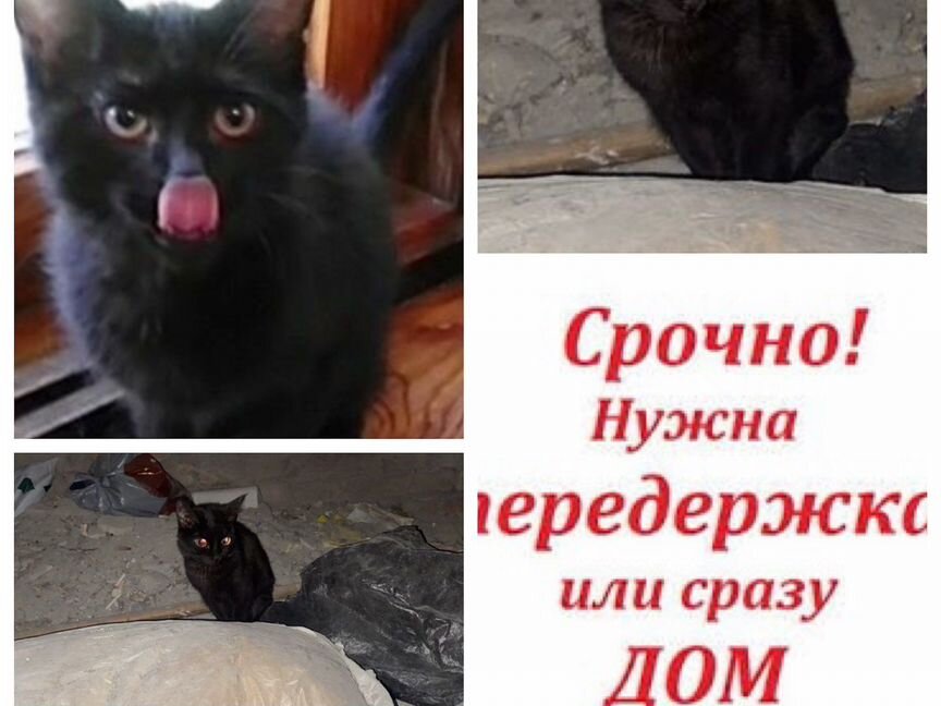 Черный котенок в подъезде