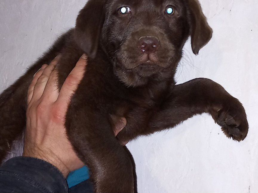 Щенки лабрадора