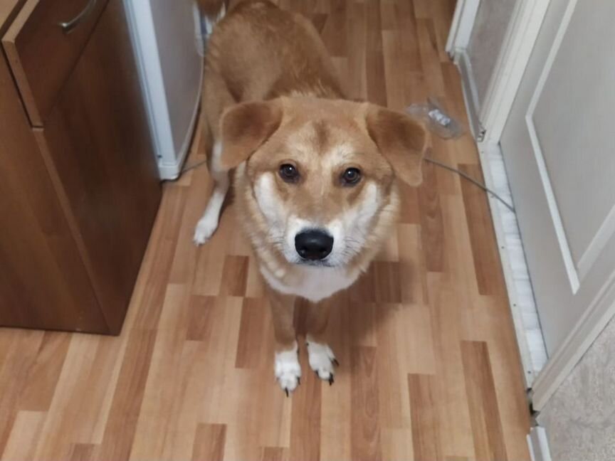 Собака в добрые руки. Отдам. Метис