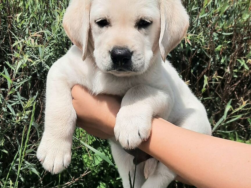 Лабрадор щенки документы