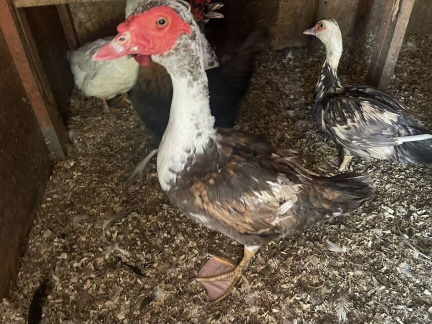 Селезень индоутки