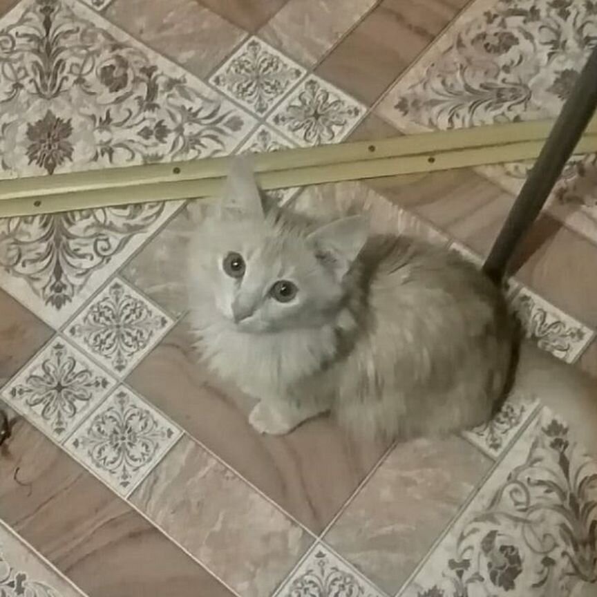 Котенок мальчик.3 месяца.Бесплатно