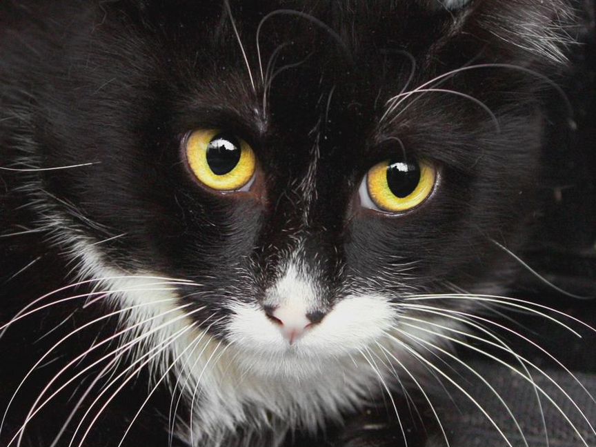 Кота заперли в машине