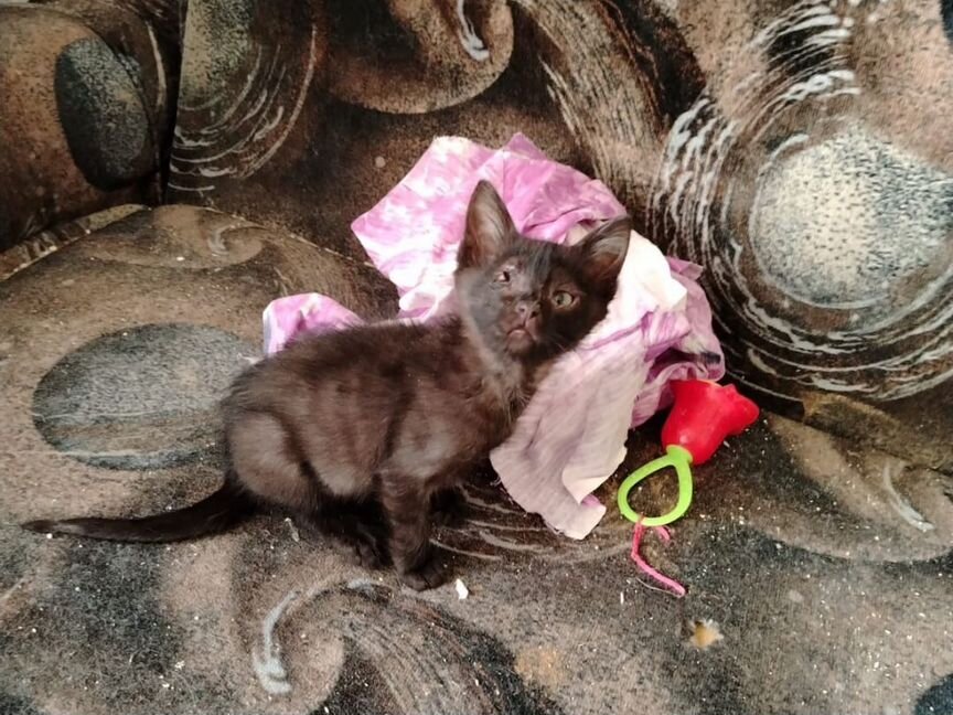 Ручной котёнок Бесплатно