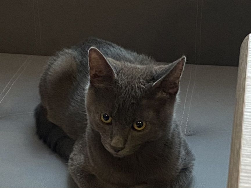 Кот русская голубая