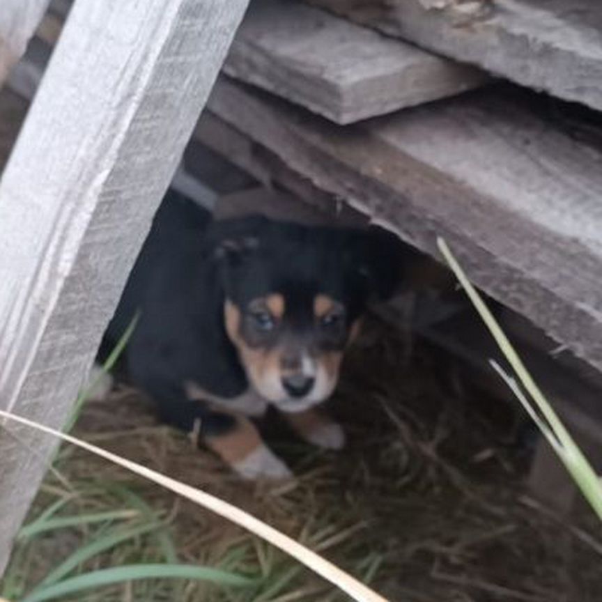 Щенок в добрые руки