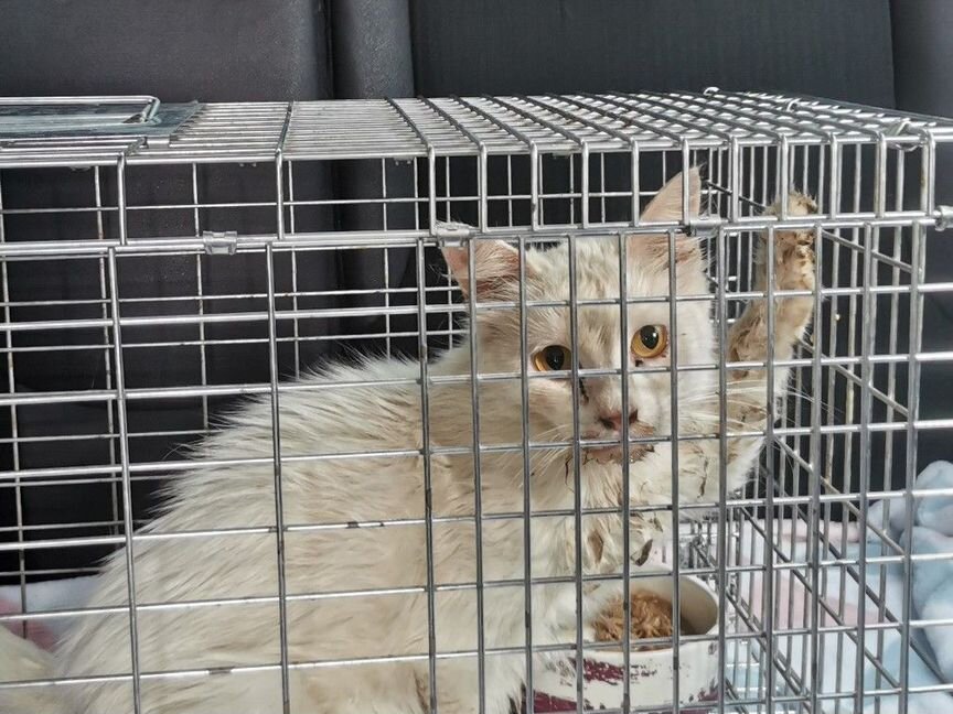 Помогите умирает кошечка