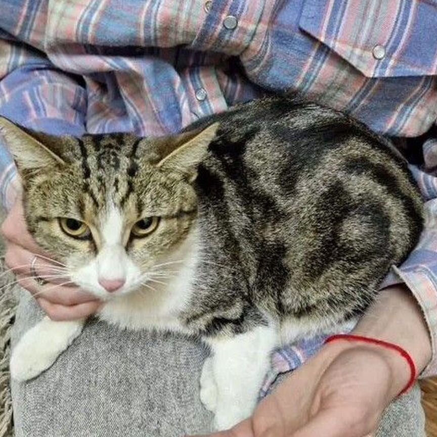 Кошечка в добрые руки