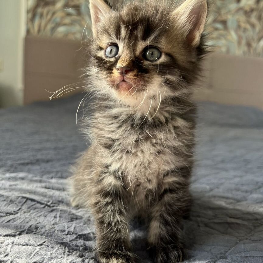 Пушистые малыши ищут дом