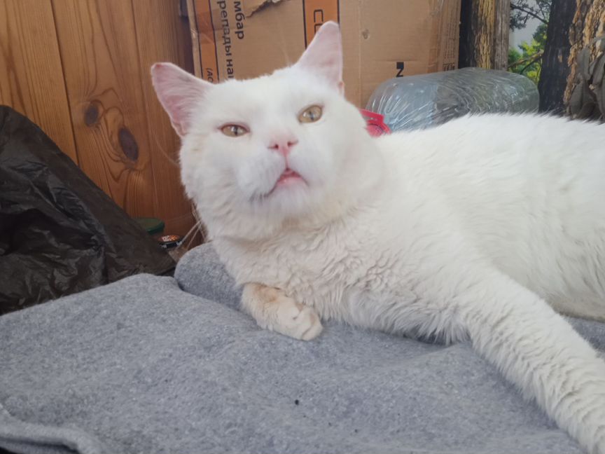 Коту очень нужен хозяин