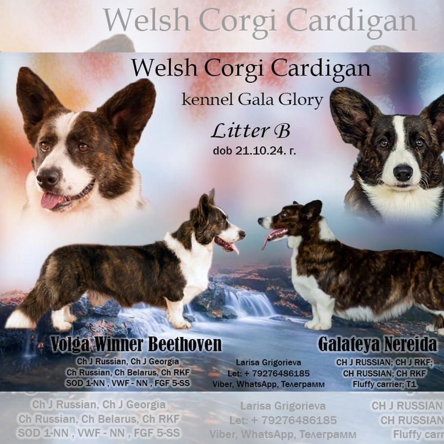 Вельш-корги кардиган
