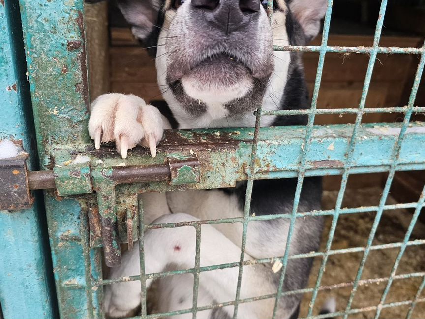 Шон из приюта ищет дом