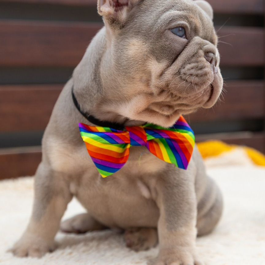 Французский бульдог