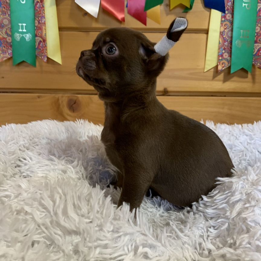 Чихуахуа, щенок