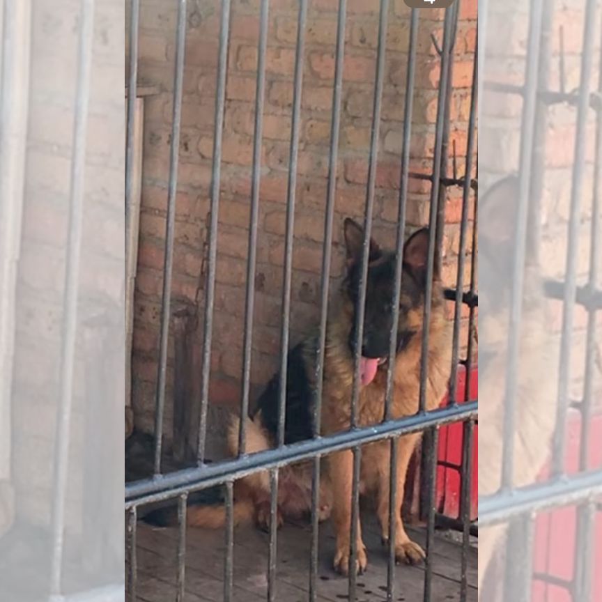 Продается немецкая овчарка