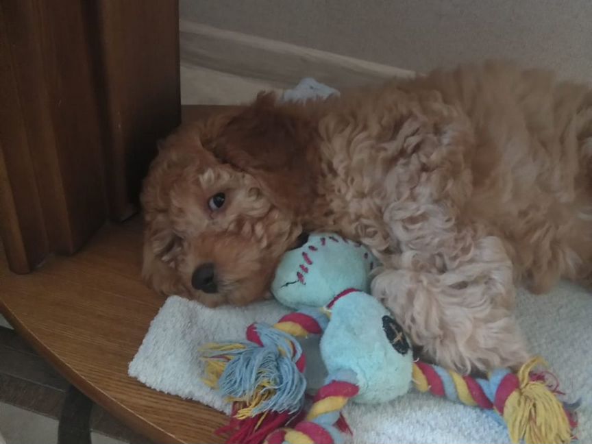 Щенки пуделя