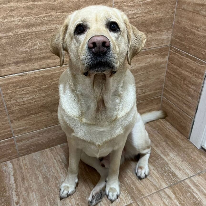 Взрослый пёс в добрые руки