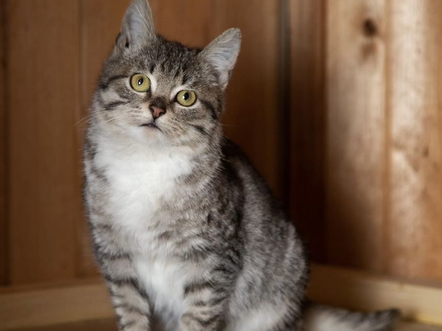 Очаровательный котенок в поисках дома