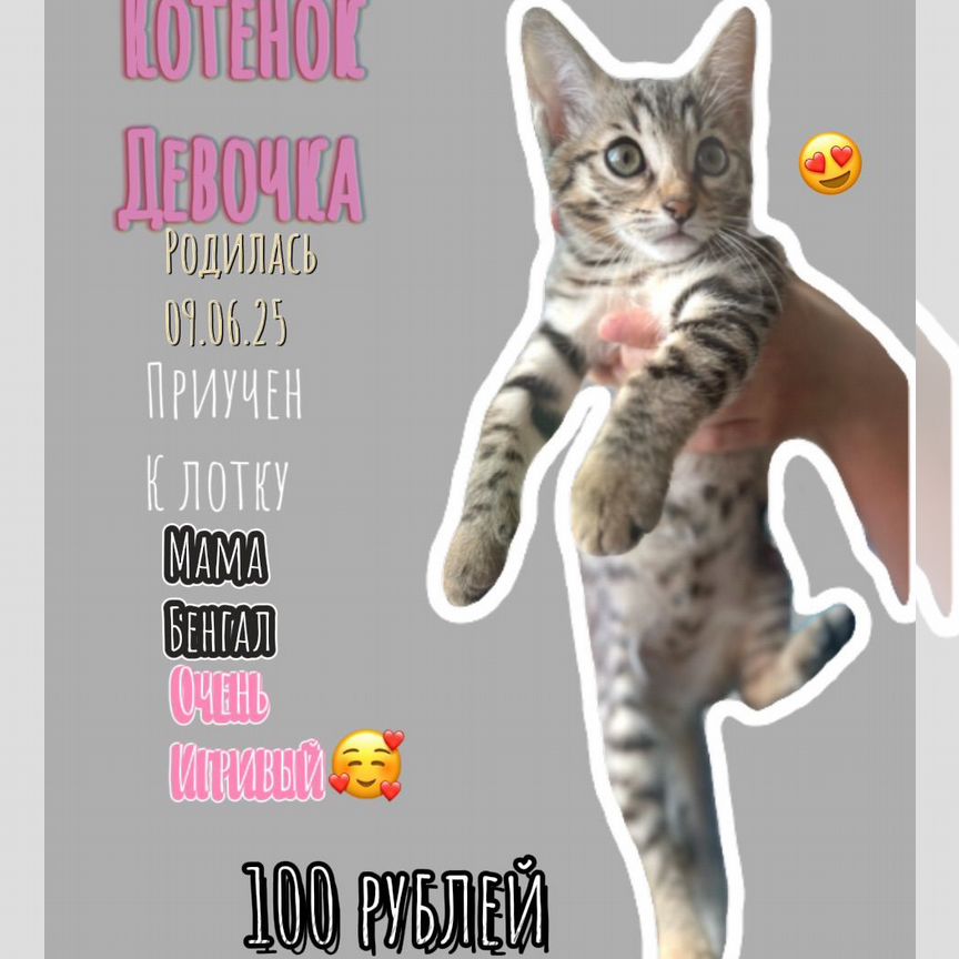 Котенок девочка,Бенгал