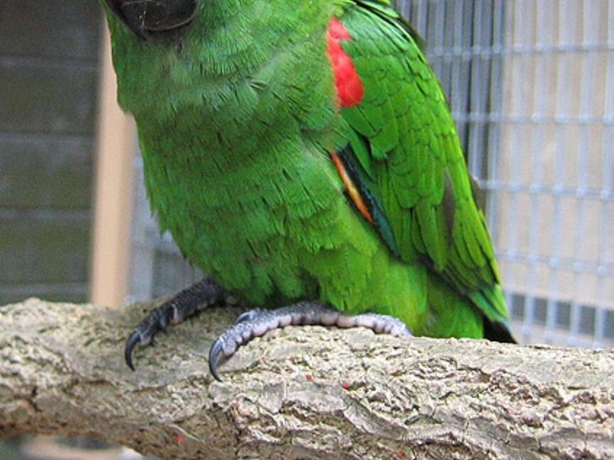 Попугай Синелобый Малый Ара