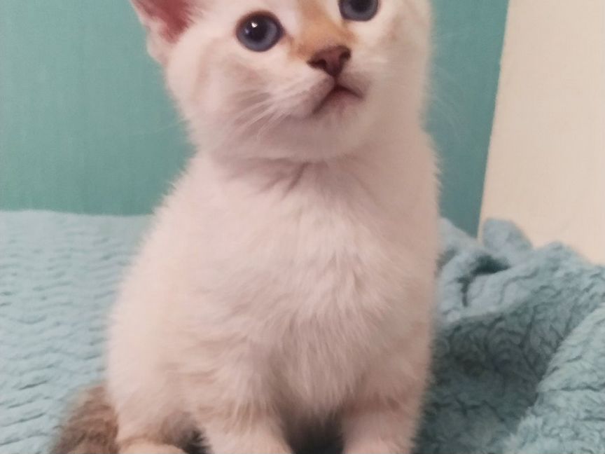 Продажа котят