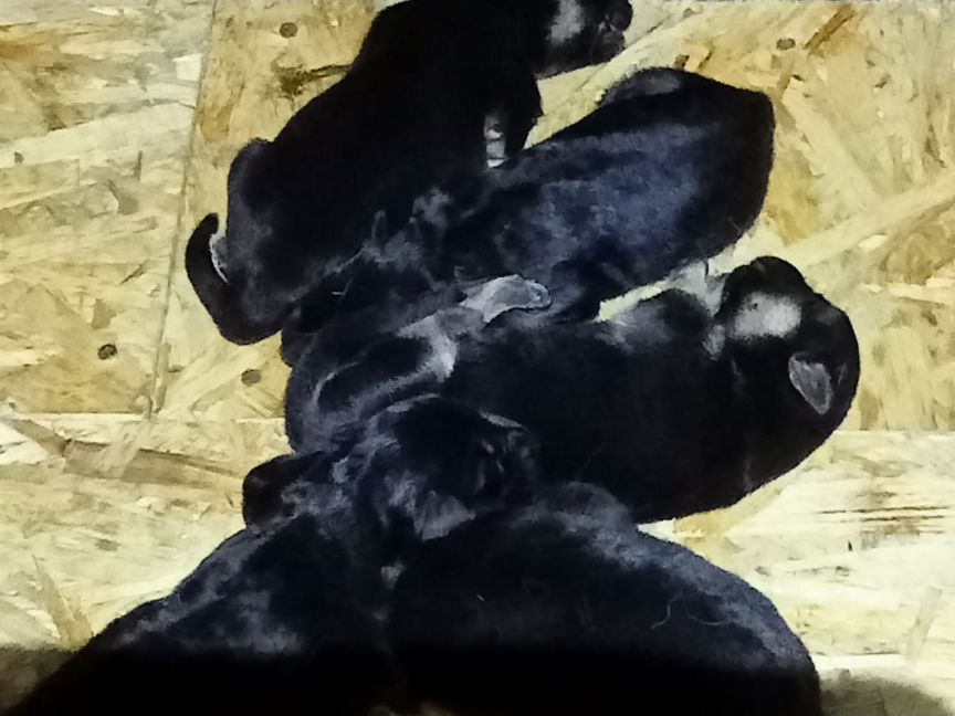 Продаются щенки чистокровной немецкой авчарки