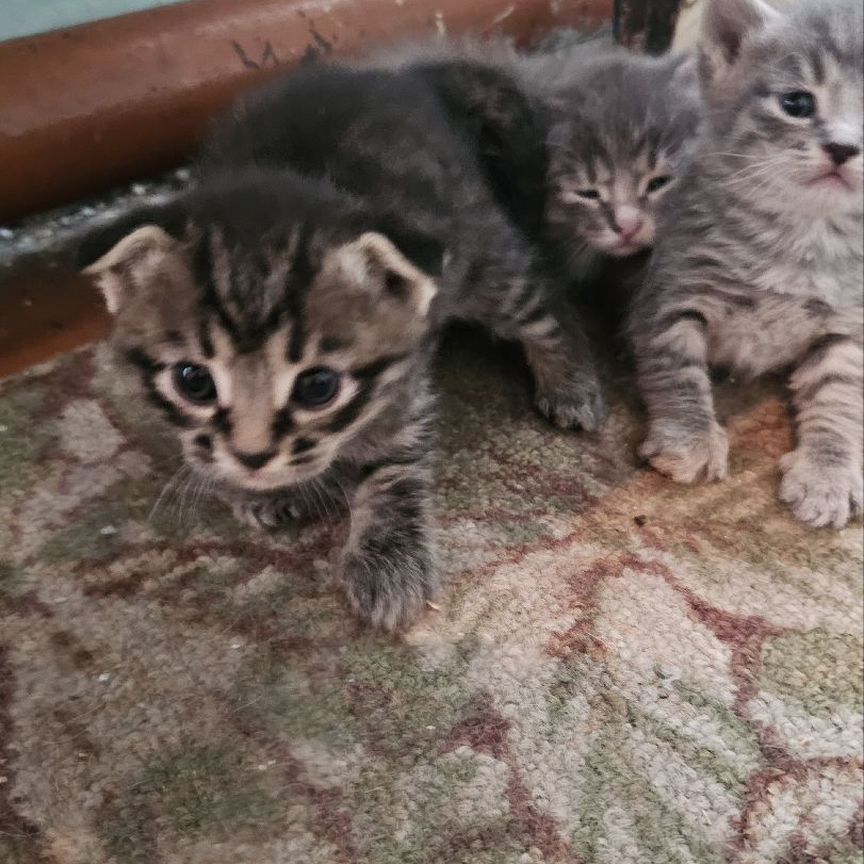 Котята в добрые руки бесплатно